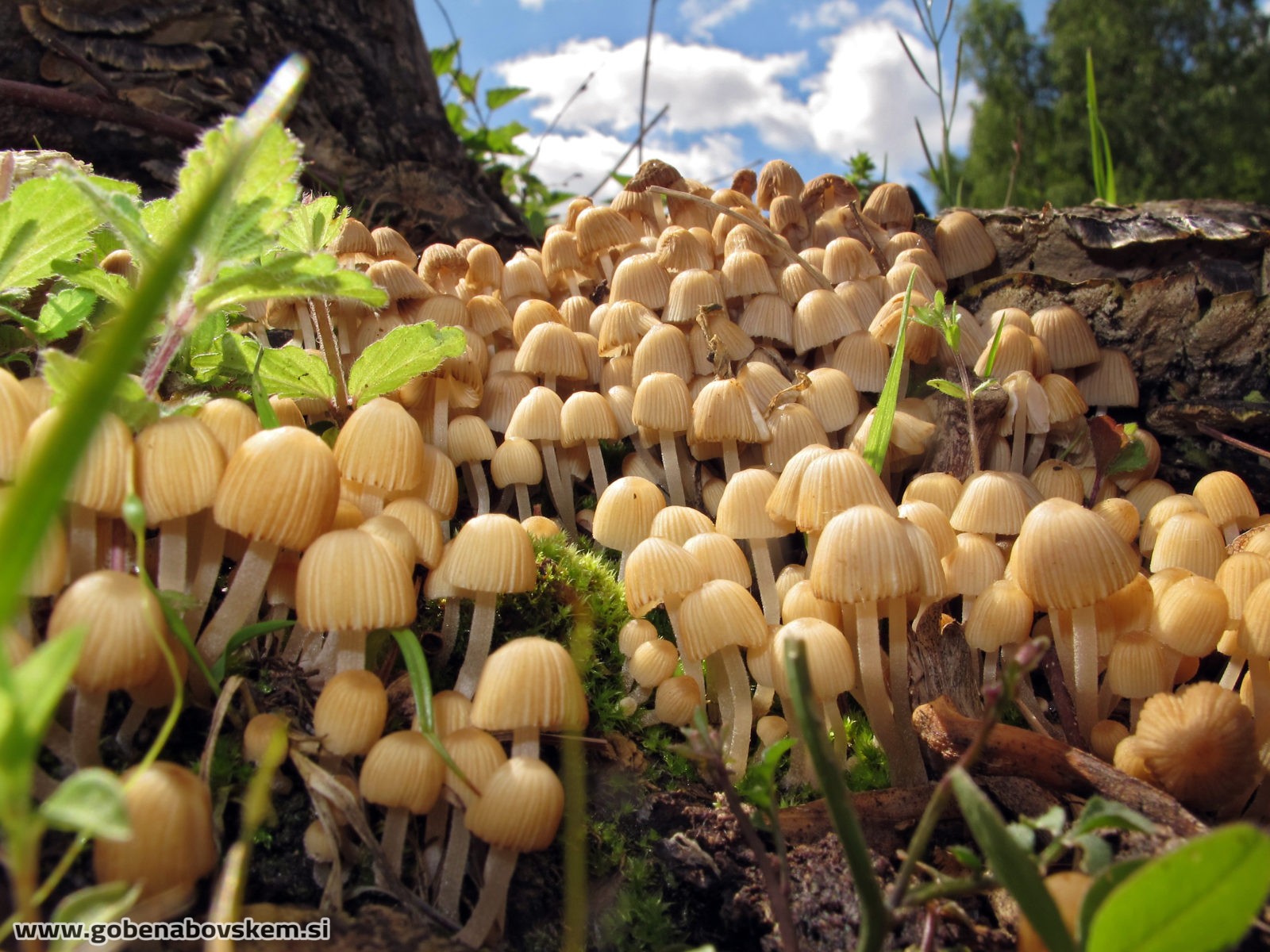Coprinellus disseminatus – Gobe na Bovškem