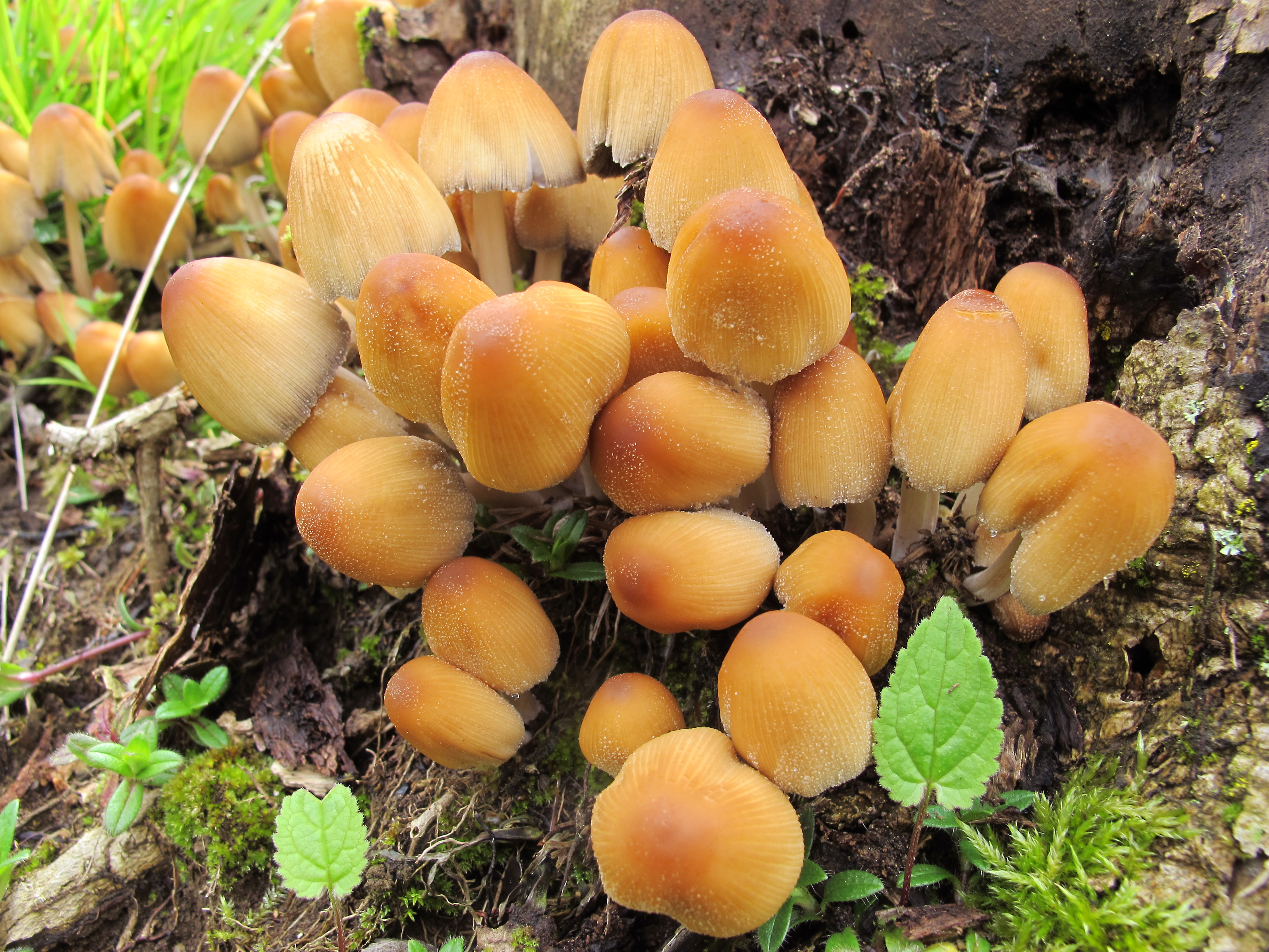 Coprinellus micaceus – Sljudnati tintovec – Gobe na Bovškem