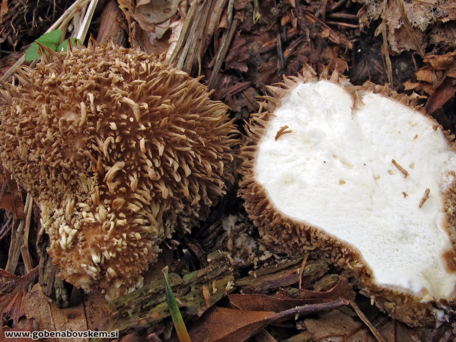 Lycoperdon echinatum – Gobe na Bovškem