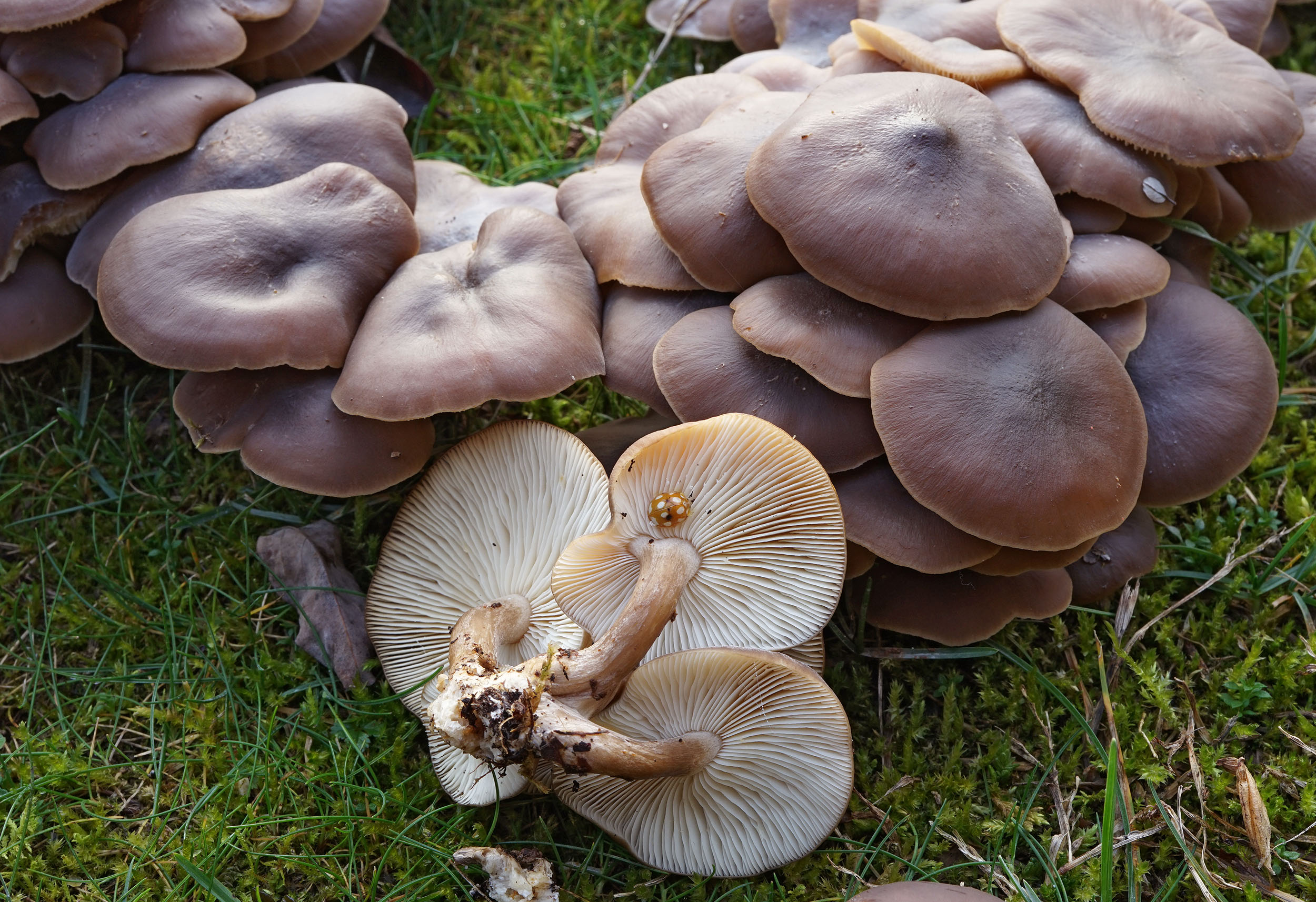 Lyophyllum loricatum – Trdokožni zajček – Gobe na Bovškem