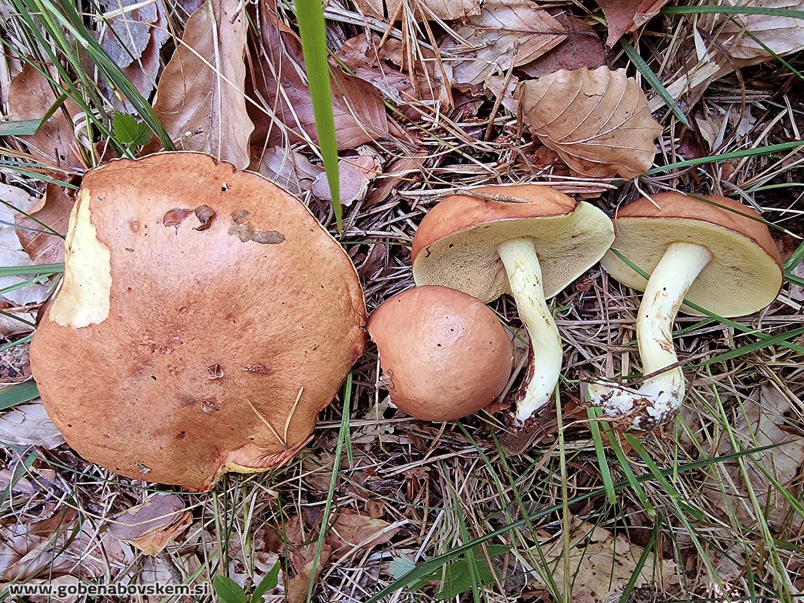 Suillus granulatus – Gobe na Bovškem