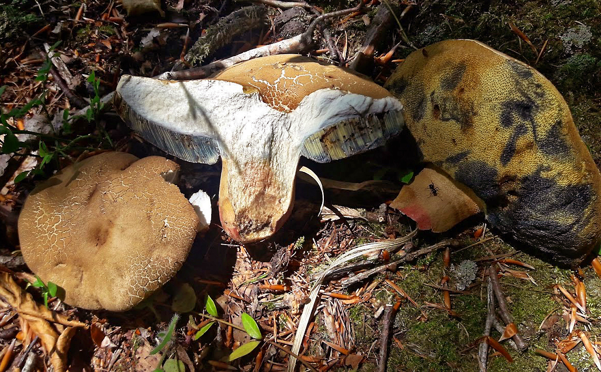 Caloboletus calopus – Gobe na Bovškem