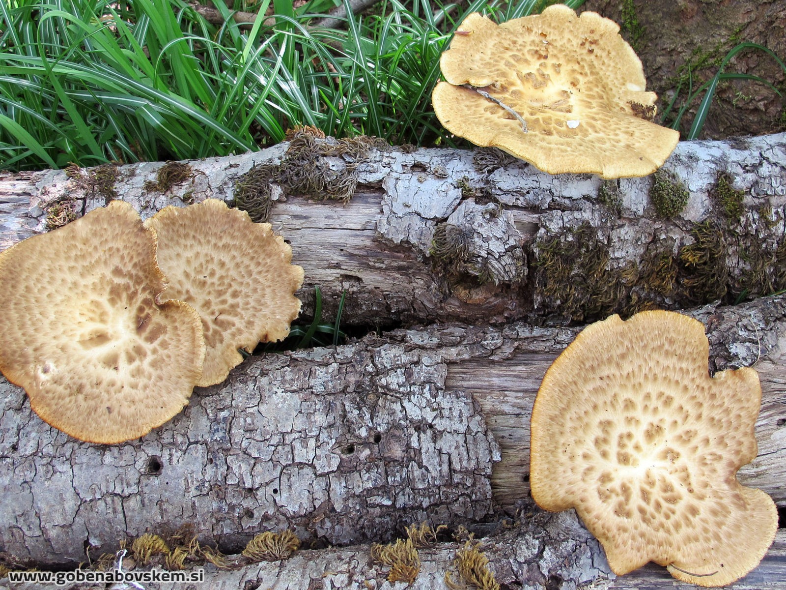 Polyporus tuberaster – Gobe na Bovškem