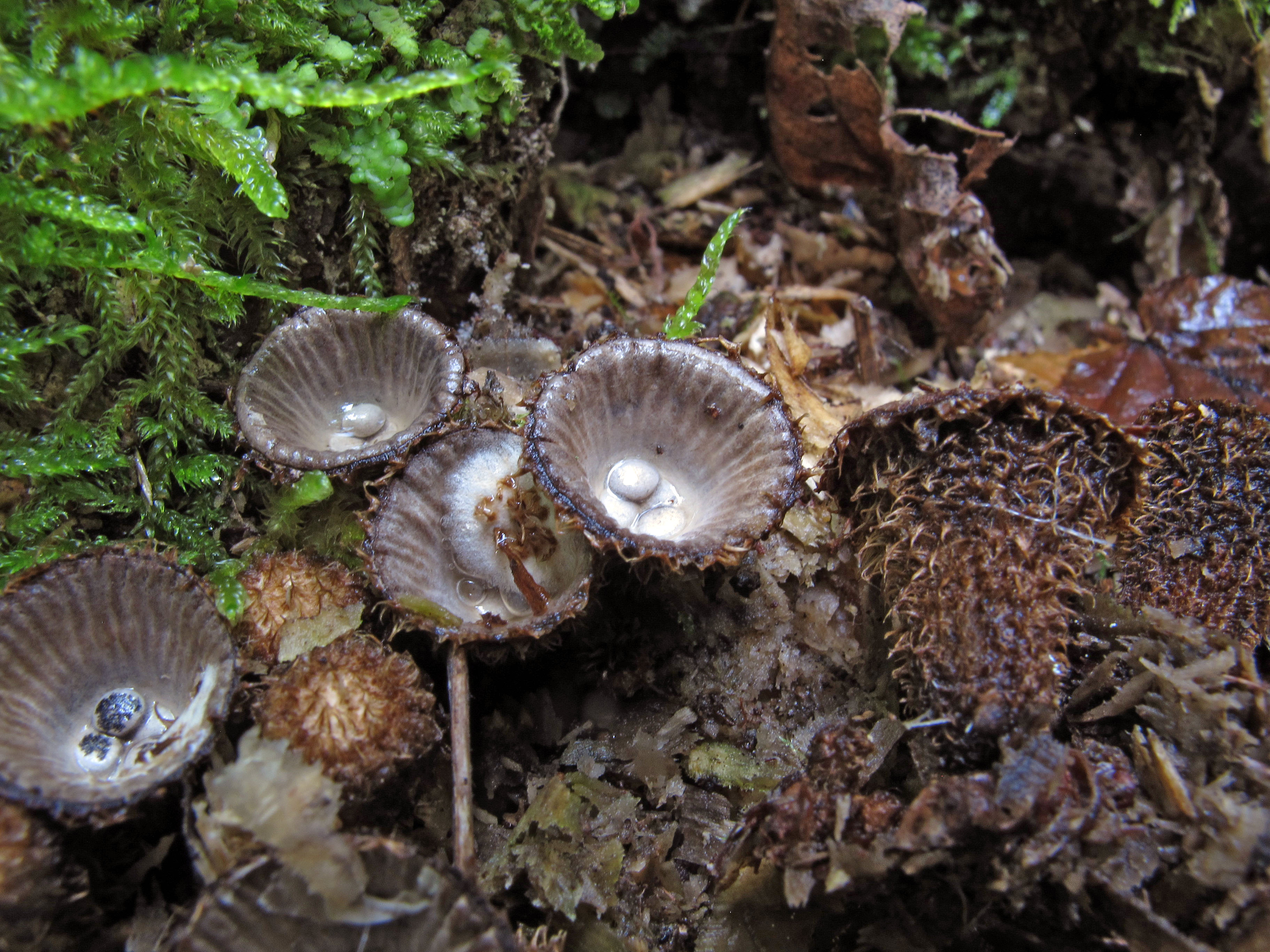 Cyathus striatus – Črtkani košek – Gobe na Bovškem