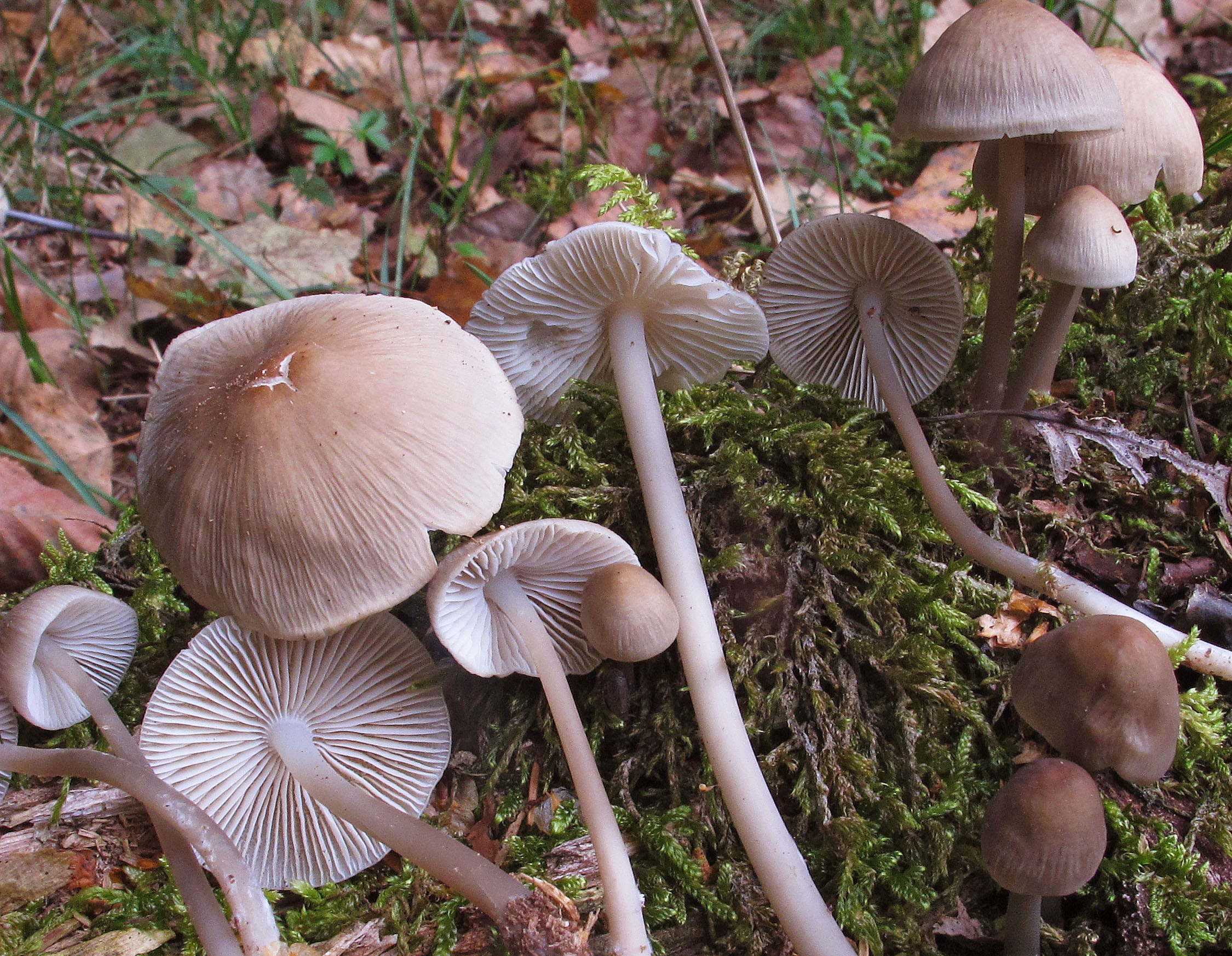 Mycena galericulata – Nagubana čeladica – Gobe na Bovškem