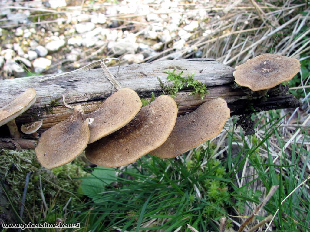 Lentinus substrictus – Ščetinasta strnjenka – Gobe na Bovškem