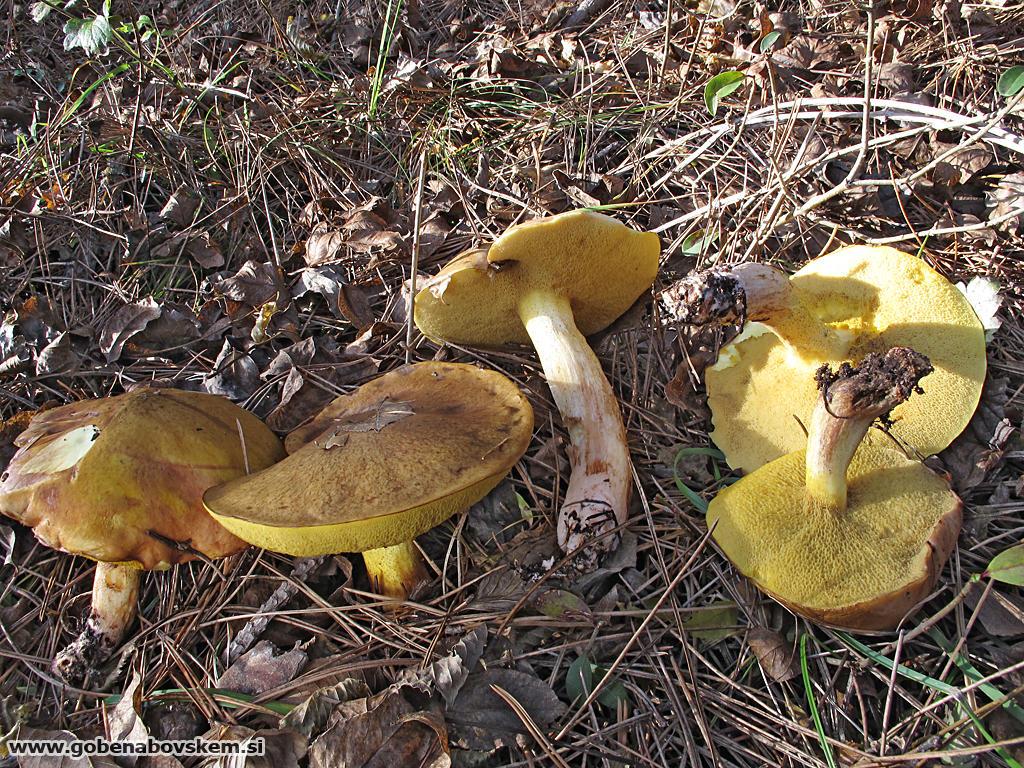 Suillus collinitus – Gobe na Bovškem