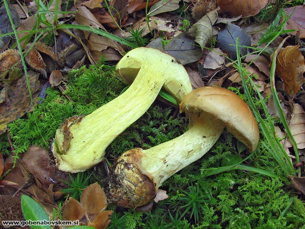 Calonarius odorifer – Gobe na Bovškem