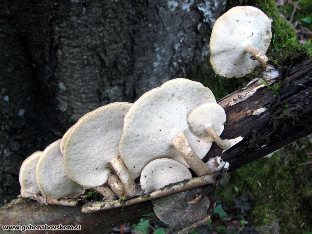 Lentinus substrictus – Gobe na Bovškem