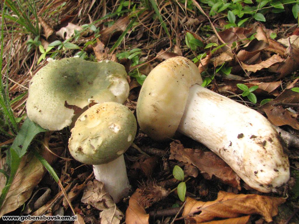 Russula virescens – Gobe na Bovškem