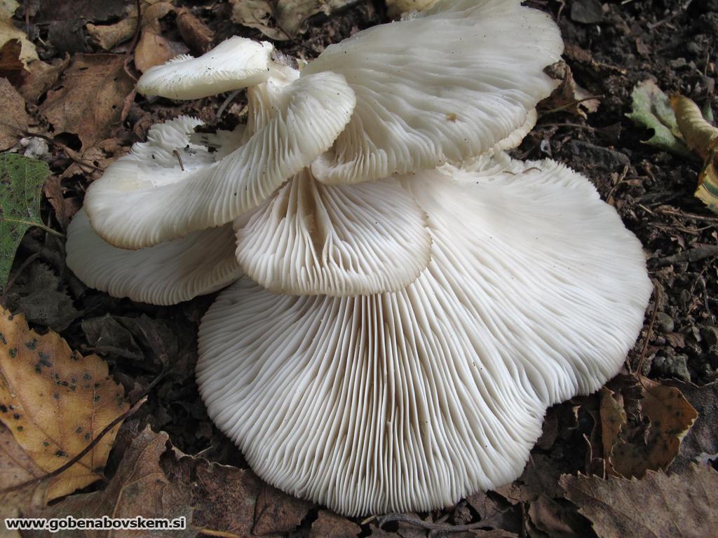 Pleurotus populinus – Gobe na Bovškem