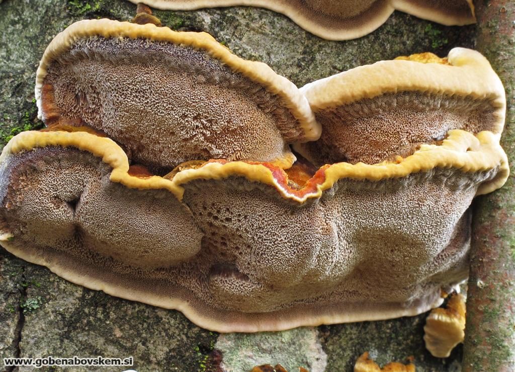 Xanthoporia radiata – Gobe na Bovškem