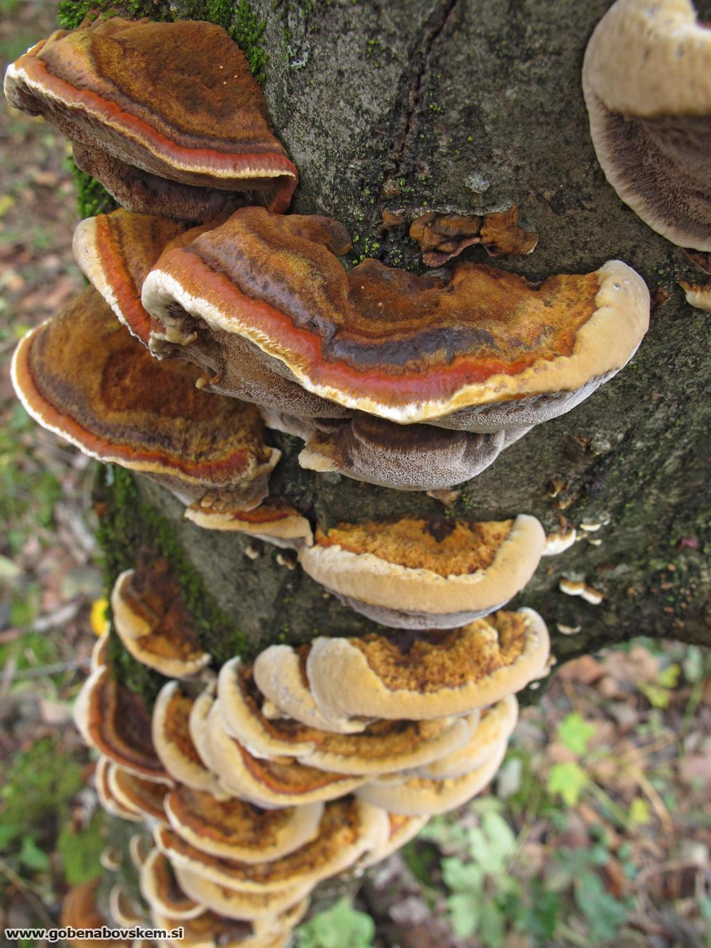 Xanthoporia radiata – Gobe na Bovškem