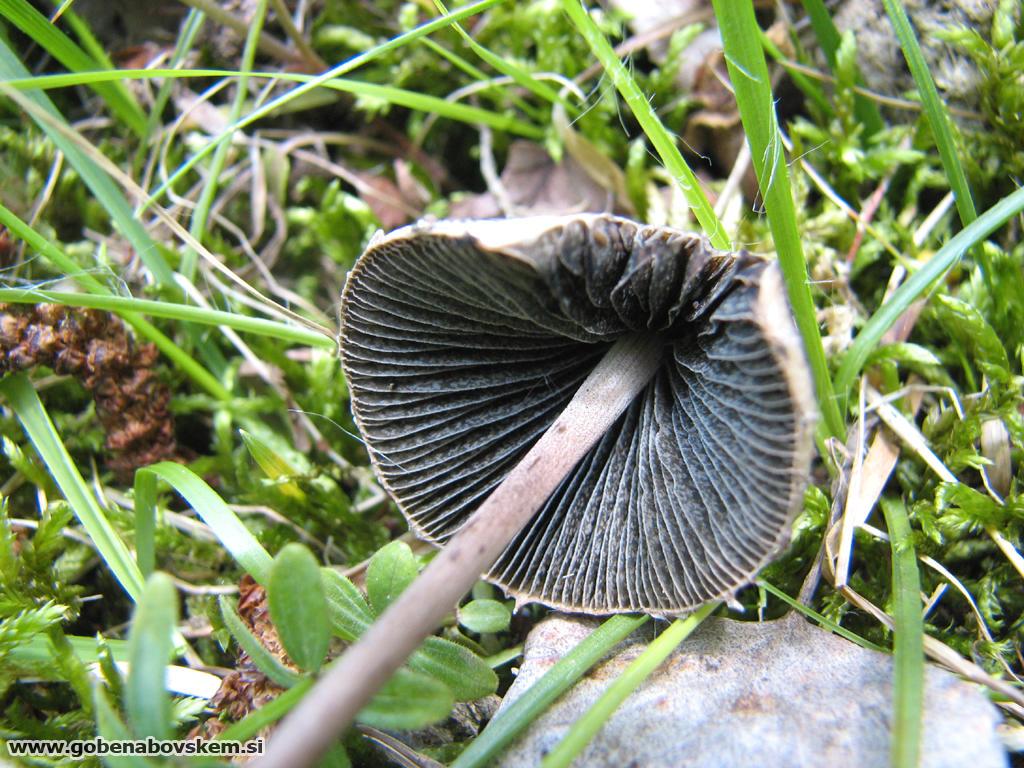 Panaeolus papilionaceus – Gobe na Bovškem