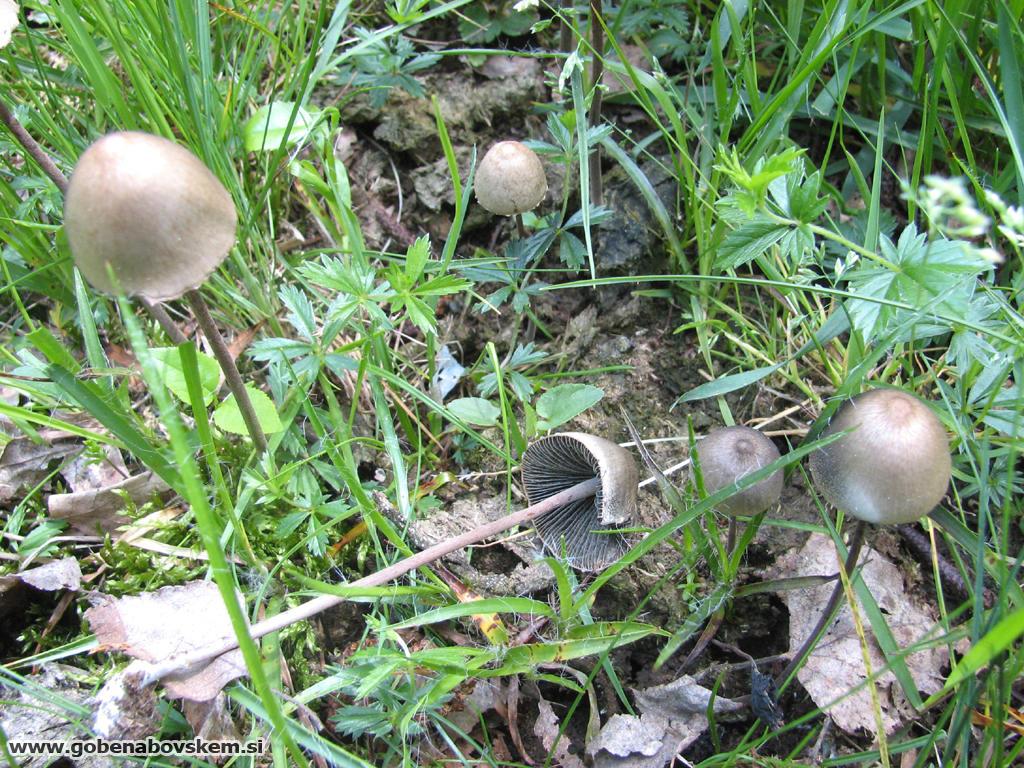 Panaeolus papilionaceus – Gobe na Bovškem
