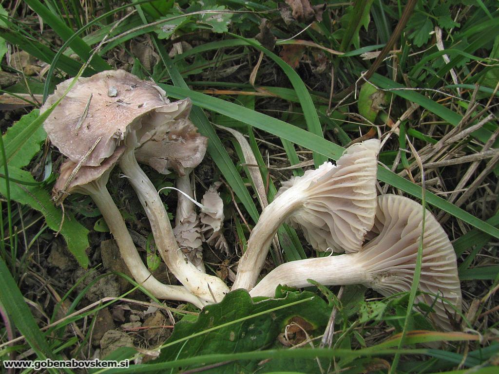 Hygrocybe radiata – Gobe na Bovškem