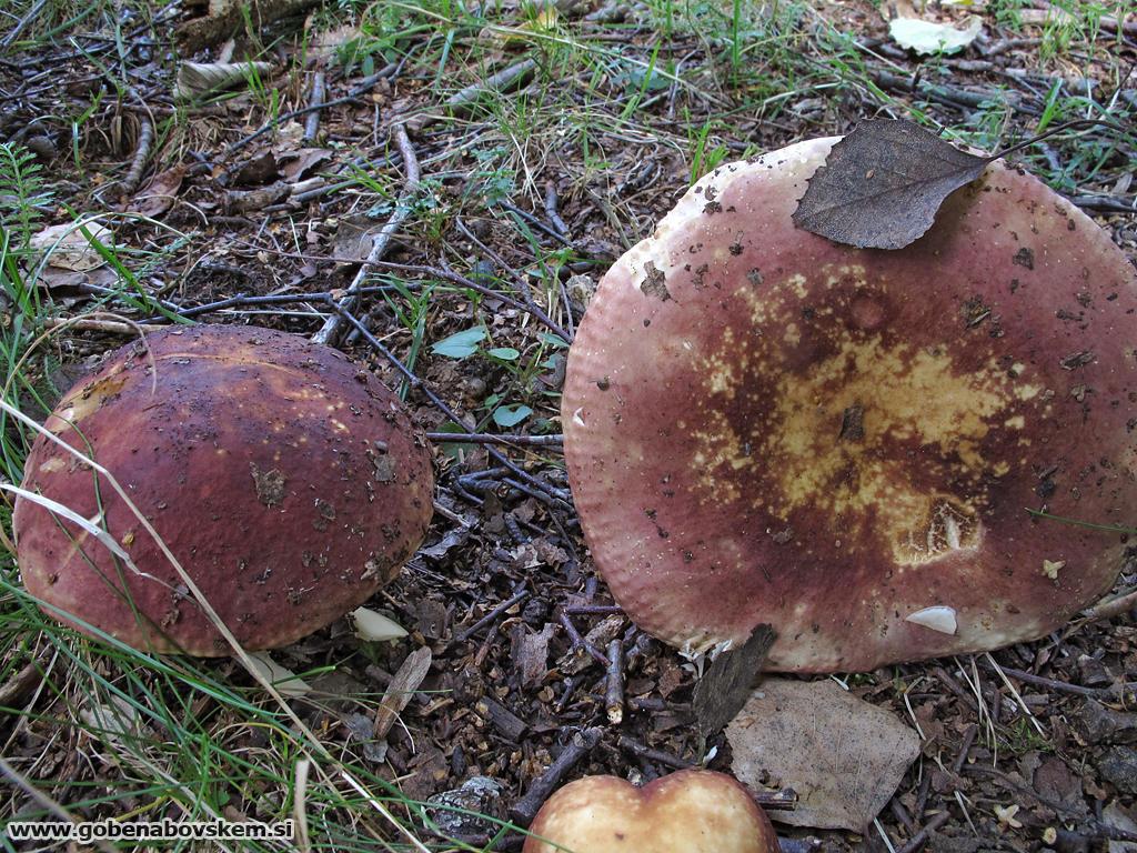 Russula faginea – Gobe na Bovškem