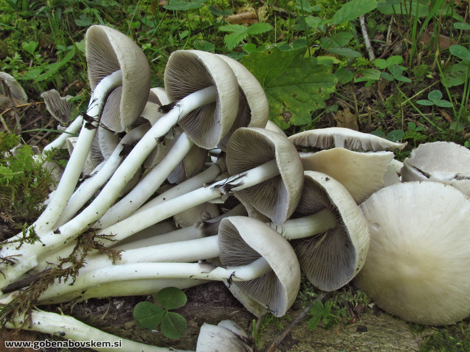 Psathyrella leucotephra – Gobe na Bovškem