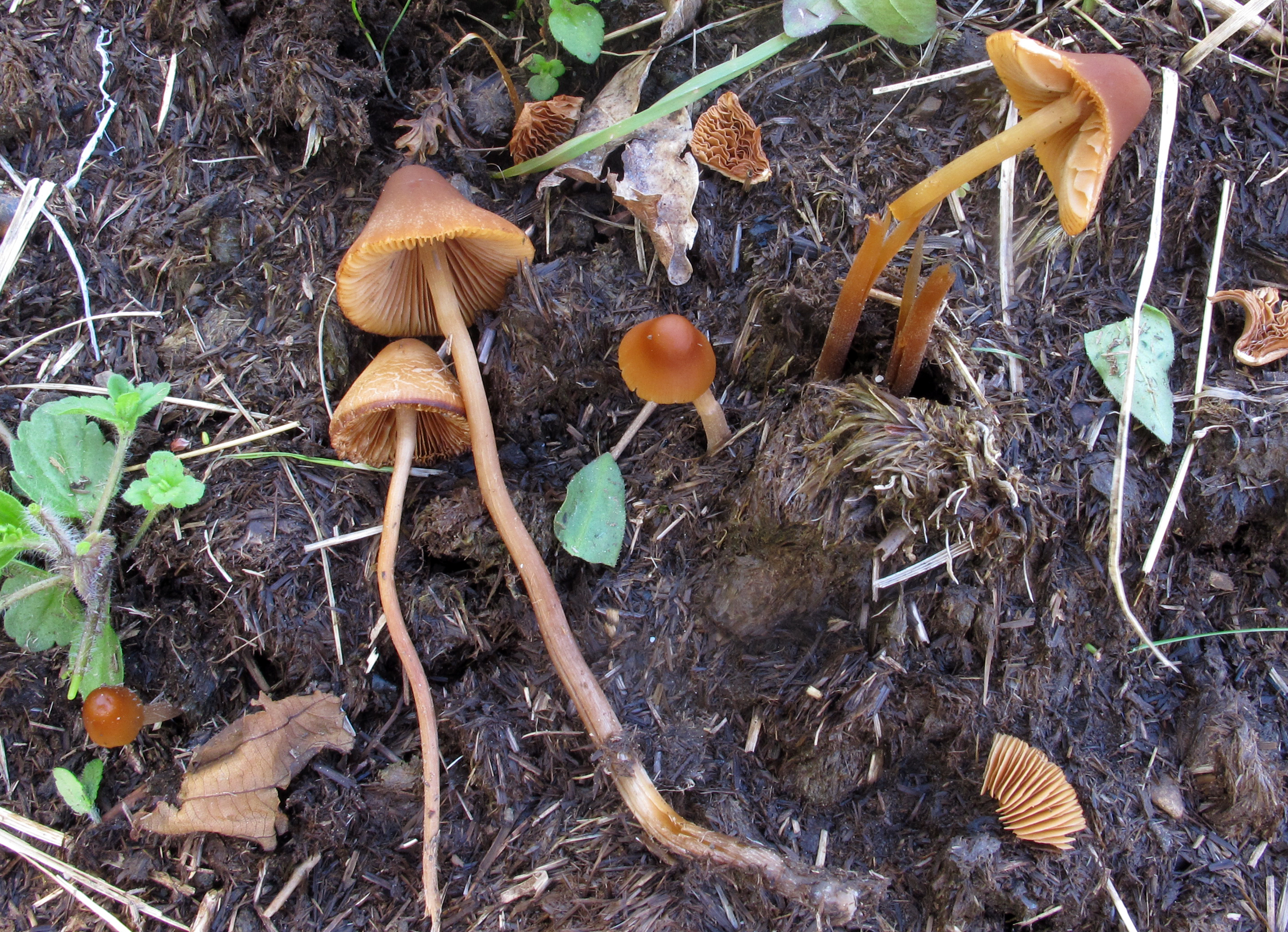 Conocybe macrospora – Velikotrosna stožka – Gobe na Bovškem
