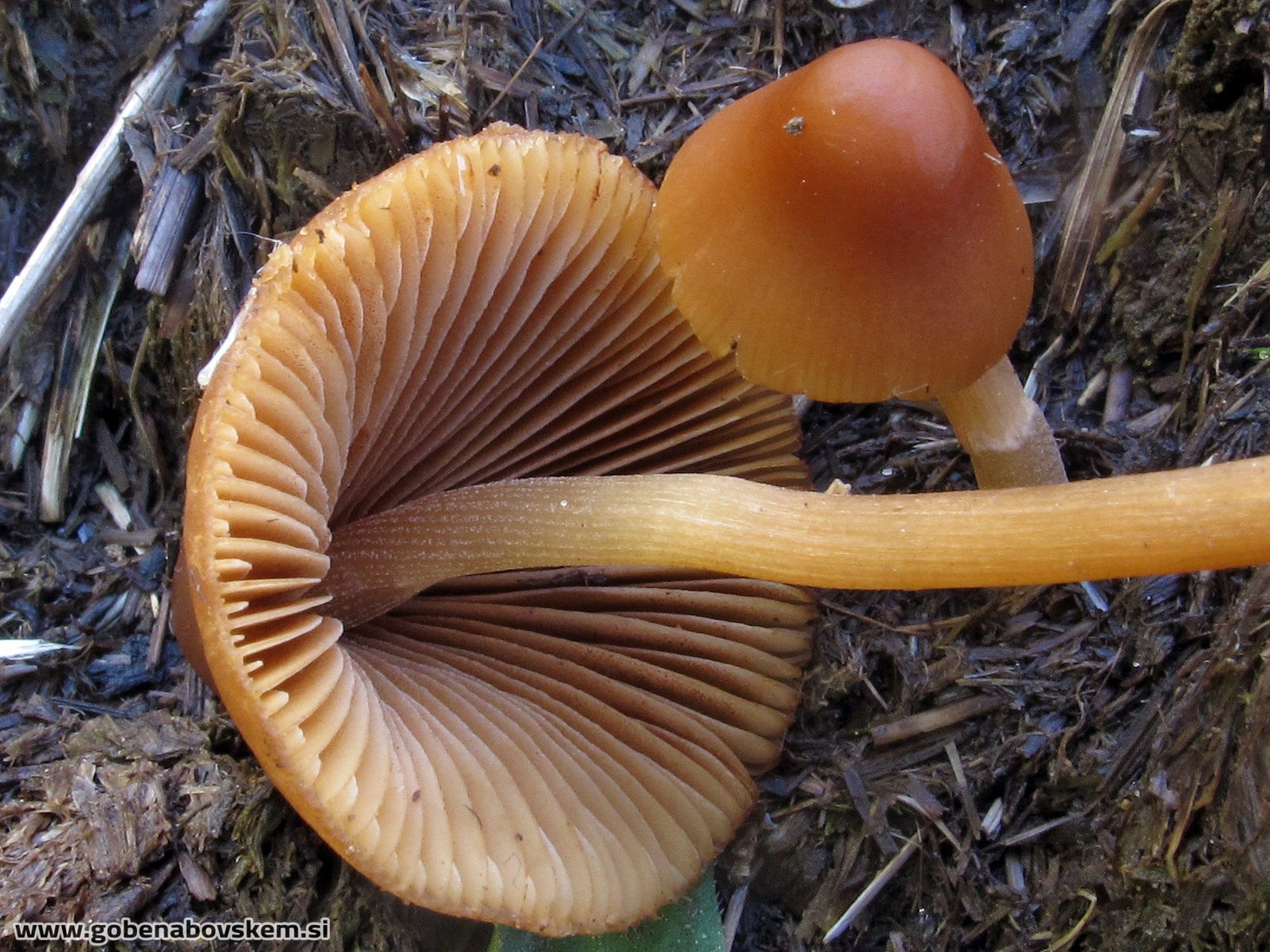 Conocybe macrospora – Gobe na Bovškem