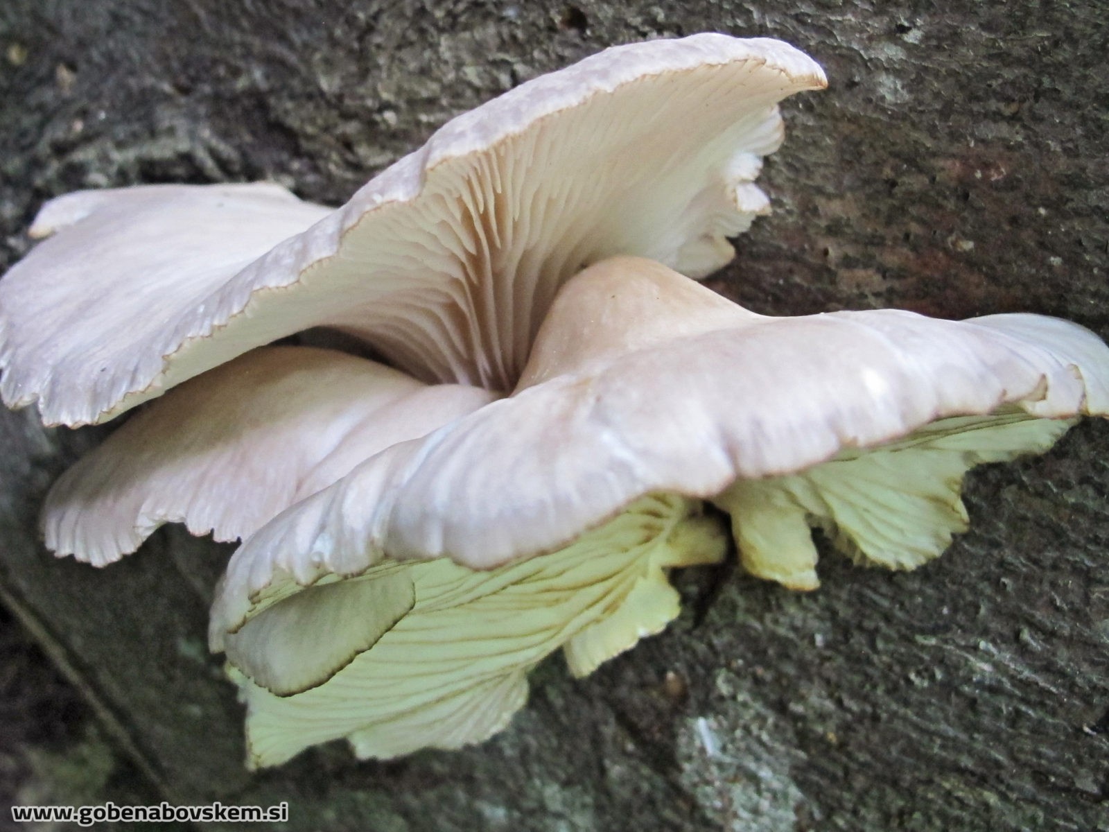 Pleurotus pulmonarius – Gobe na Bovškem