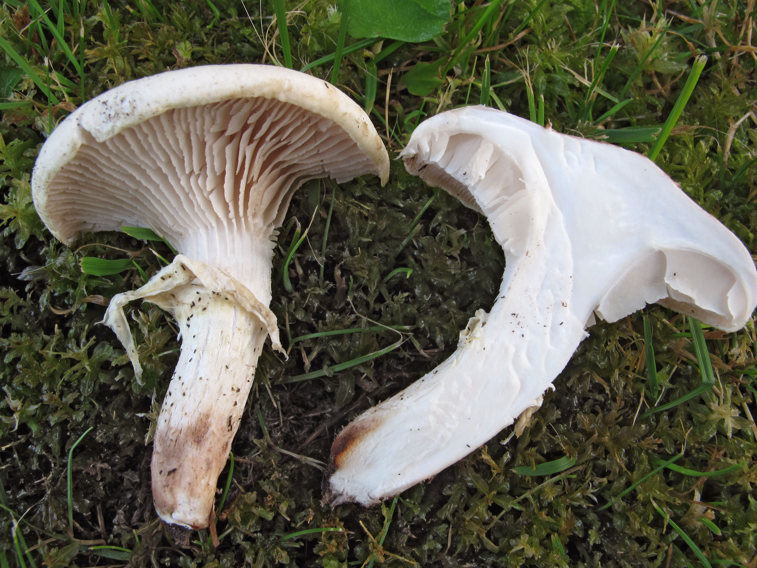 Neolentinus lepideus – Luskata nazobčenka – Gobe na Bovškem