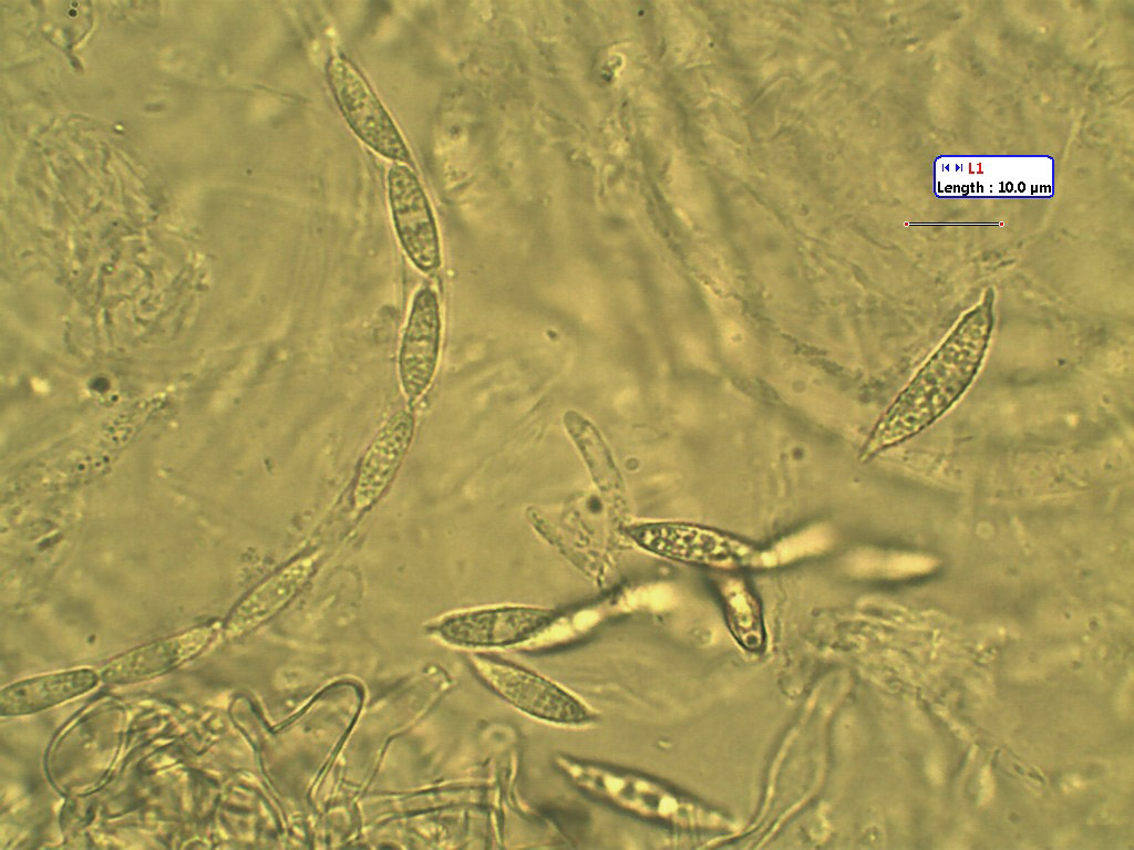 Hypomyces lateritius – Gobe na Bovškem