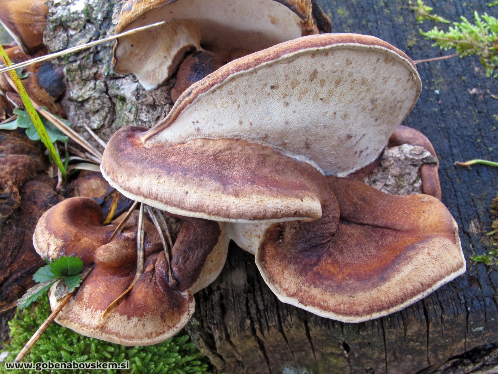 Ischnoderma resinosum – Gobe na Bovškem