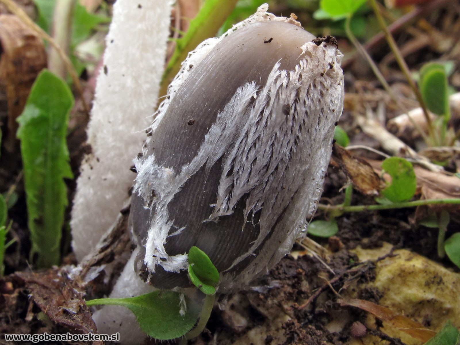 Coprinopsis lagopus – Gobe na Bovškem