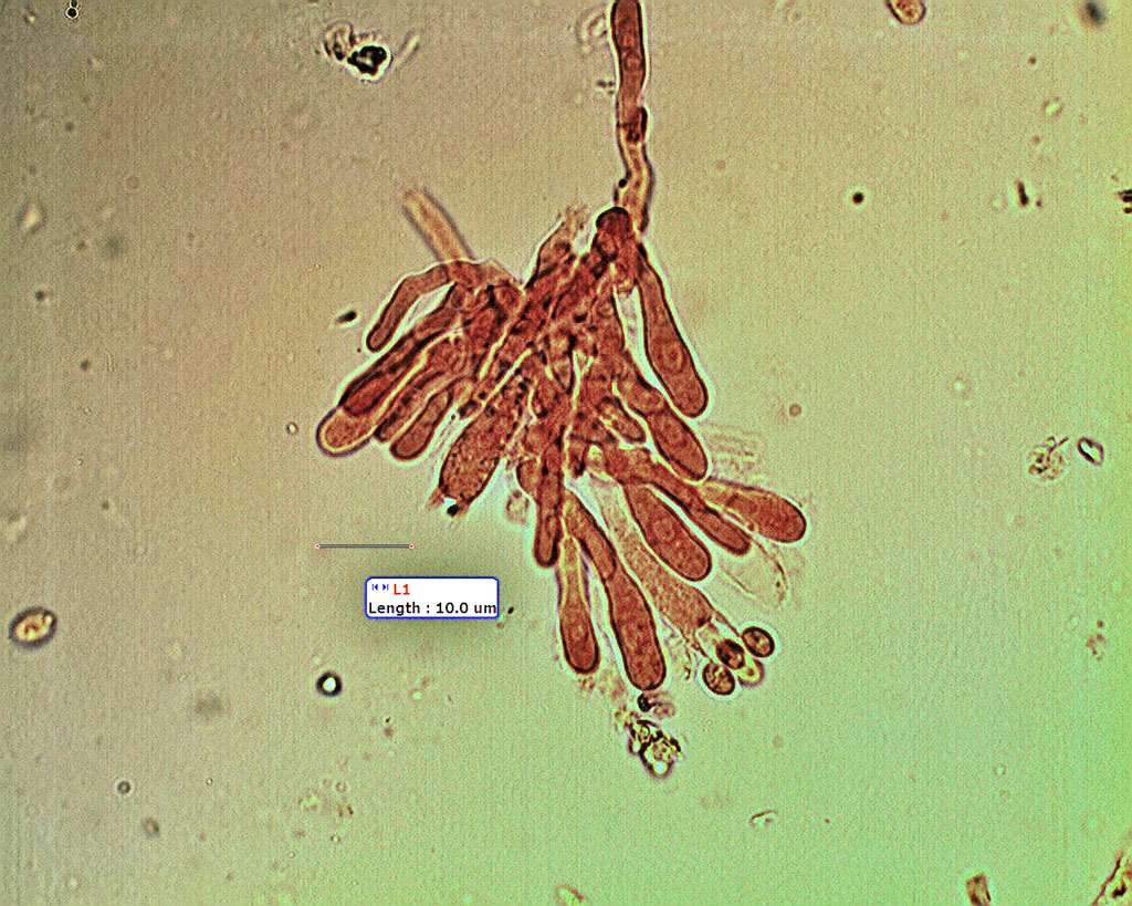 Clitocybe rivulosa – Gobe na Bovškem