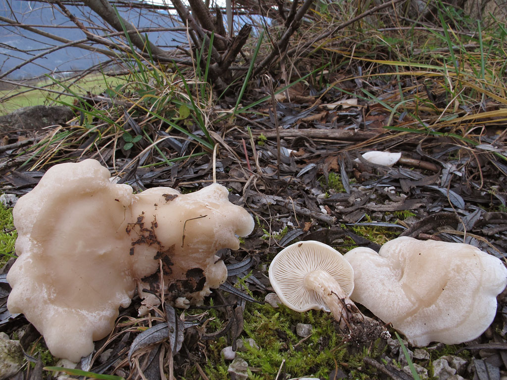 Clitocybe rivulosa – Gobe na Bovškem