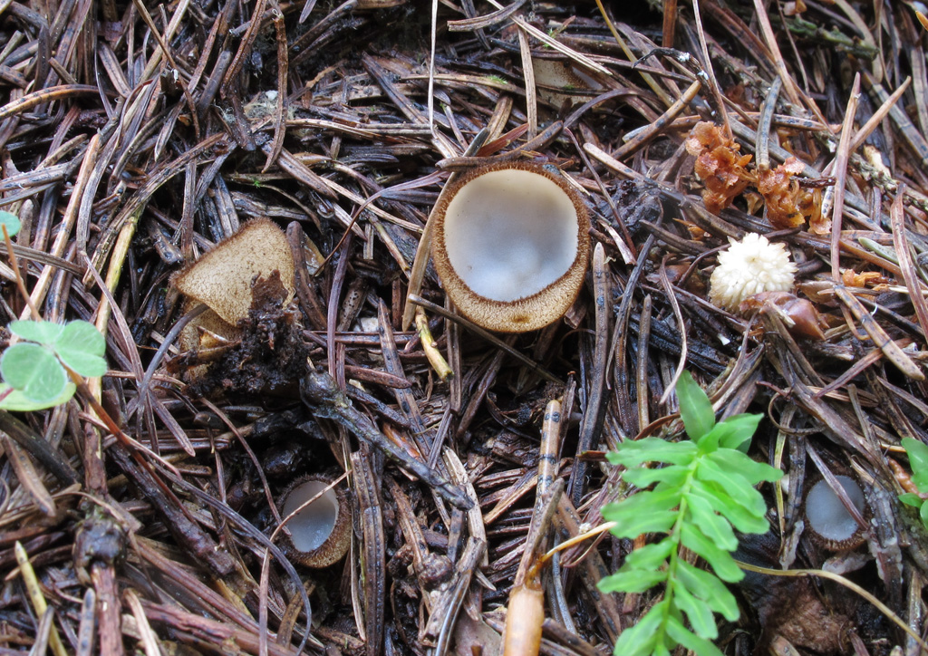 Humaria hemisphaerica – Gobe na Bovškem