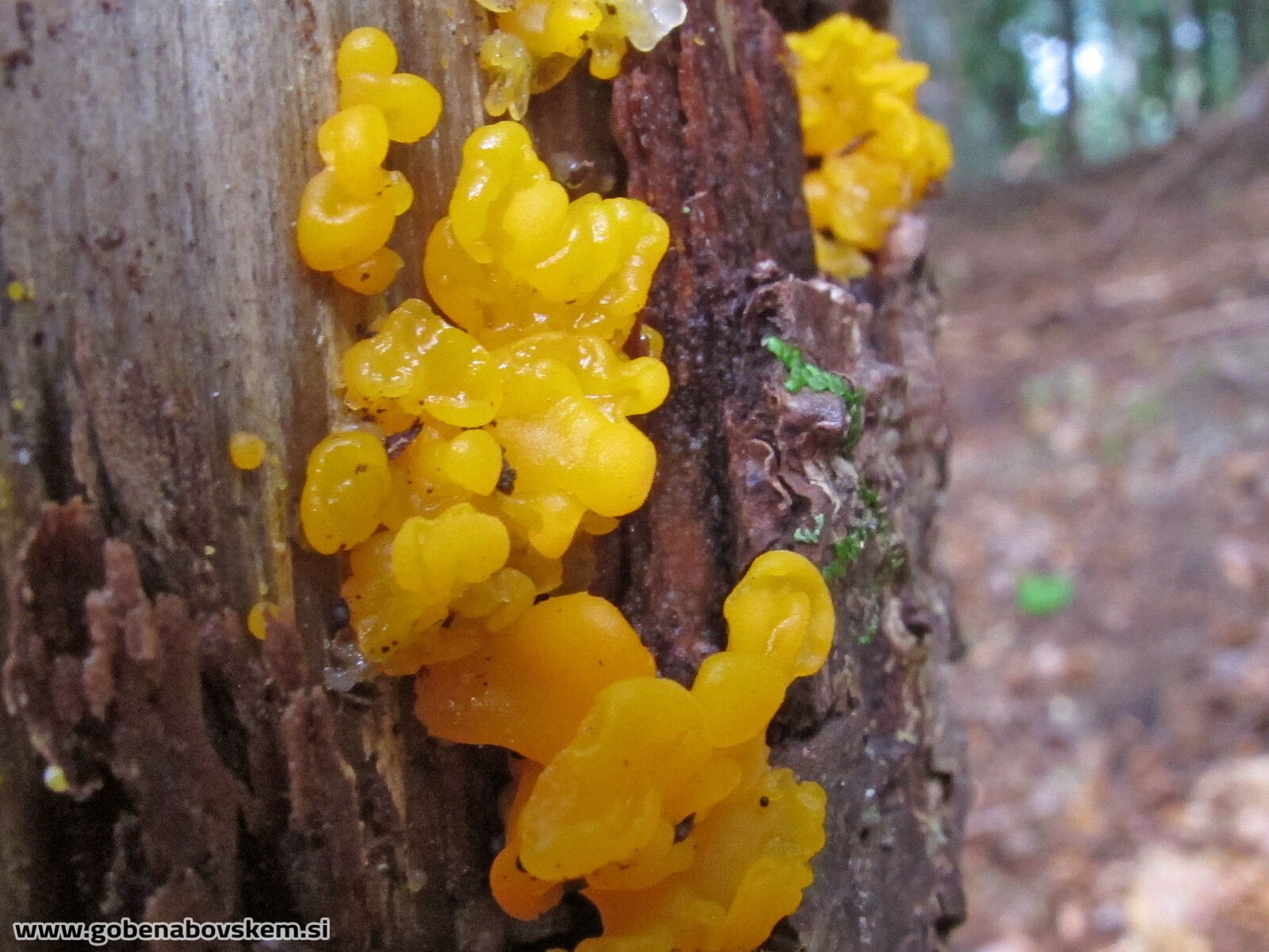 Dacrymyces chrysospermus – Pahljačasta solzovka – Gobe na Bovškem