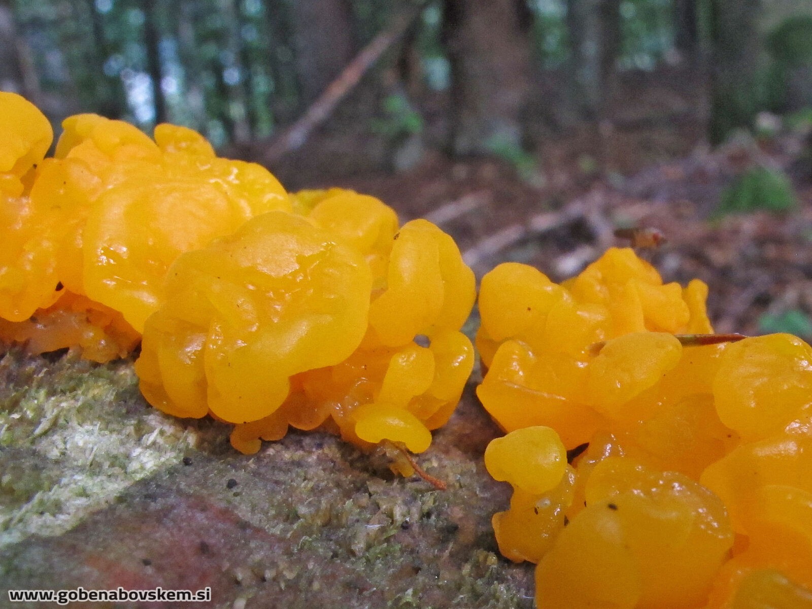 Dacrymyces chrysospermus – Gobe na Bovškem