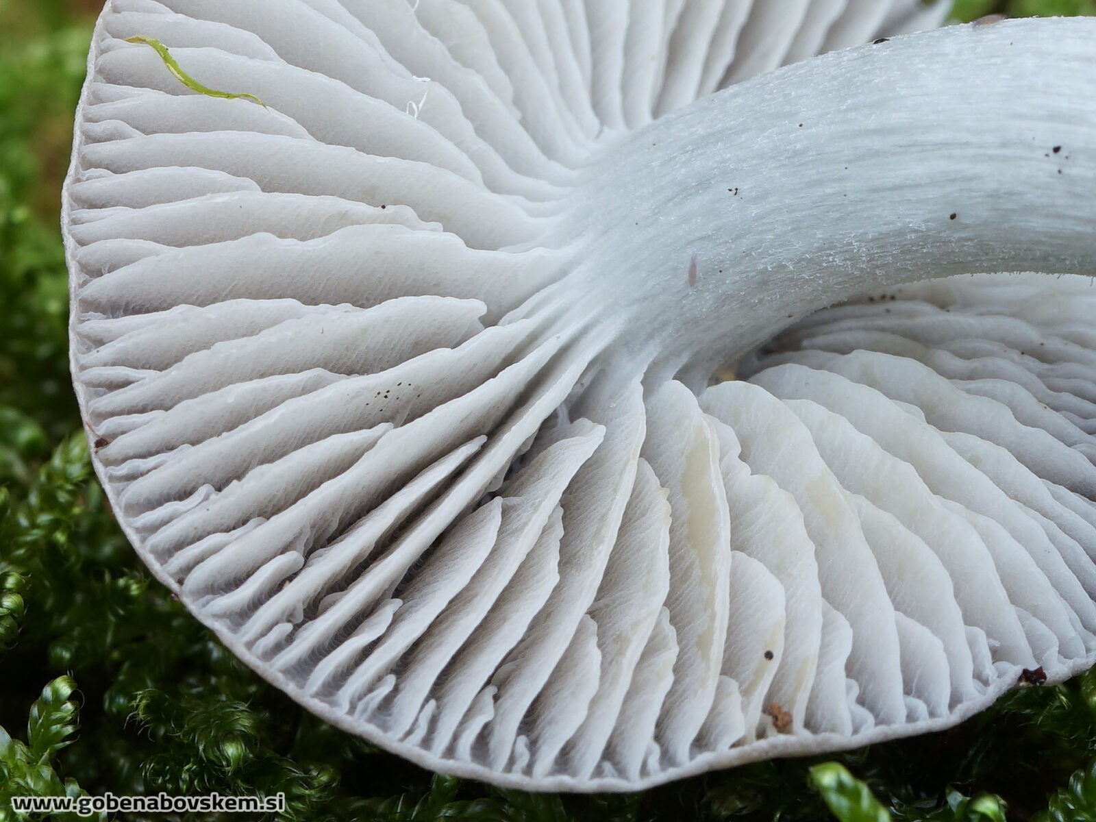 Dermoloma cuneifolium – Gobe na Bovškem