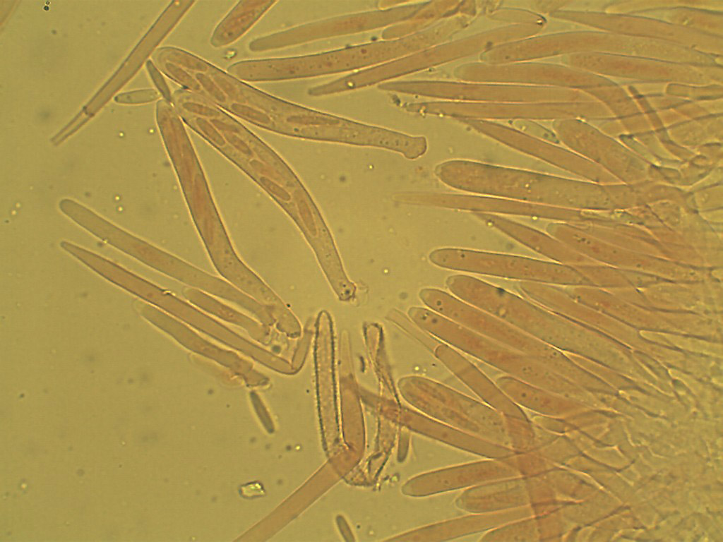 Lachnum virgineum – Gobe na Bovškem
