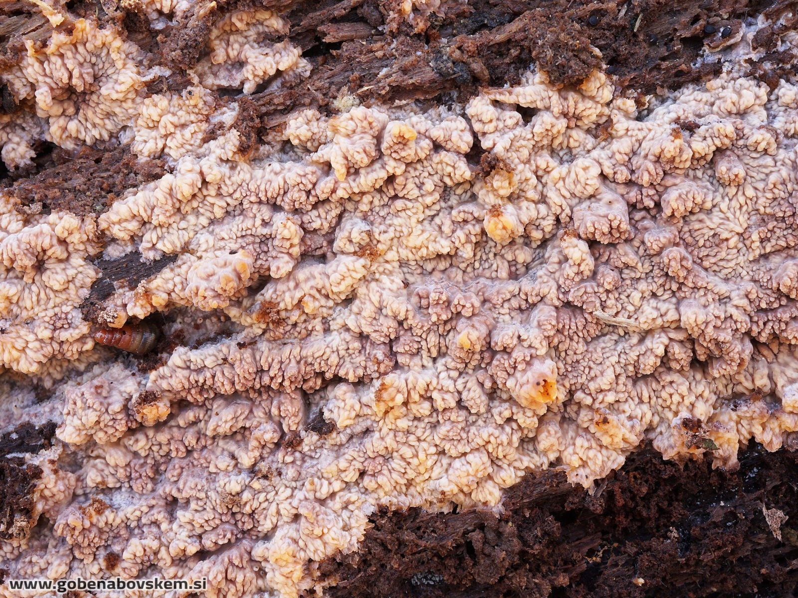 Phlebia rufa – Gobe na Bovškem
