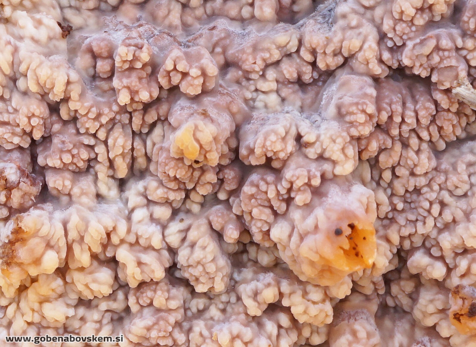 Phlebia rufa – Gobe na Bovškem