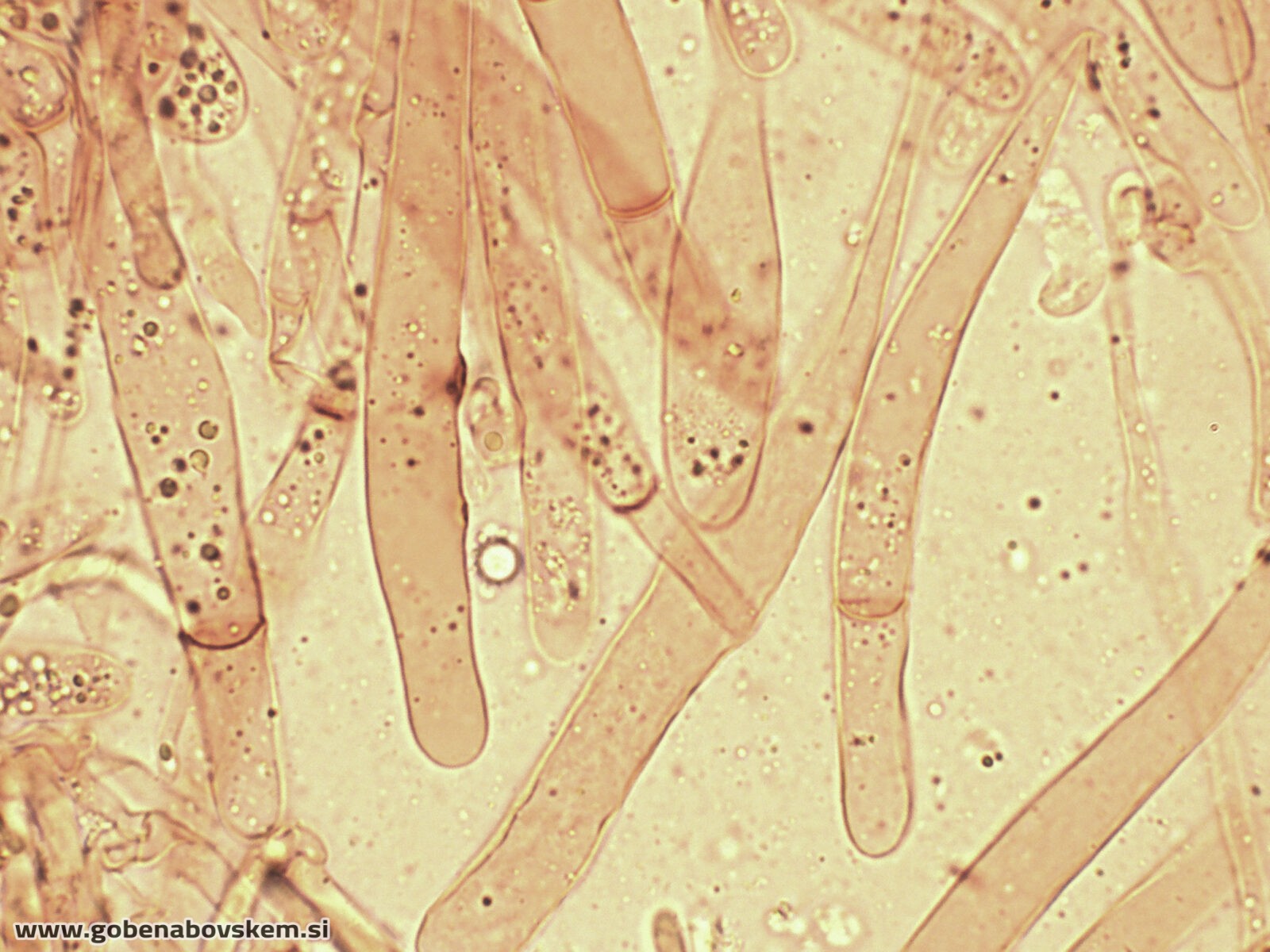 Phlebia rufa – Gobe na Bovškem