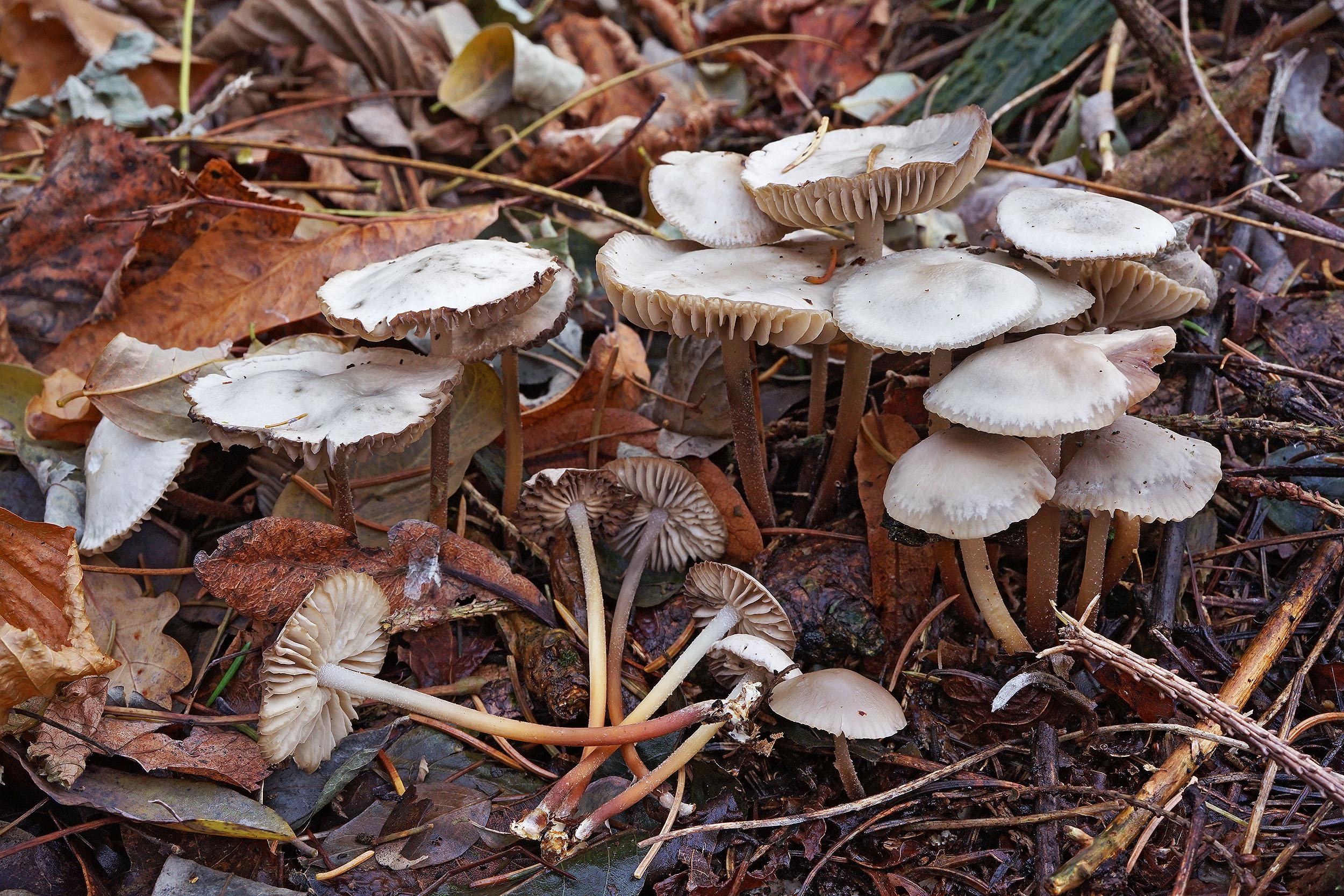 Marasmius wynneae – Vijoličasta sehlica – Gobe na Bovškem