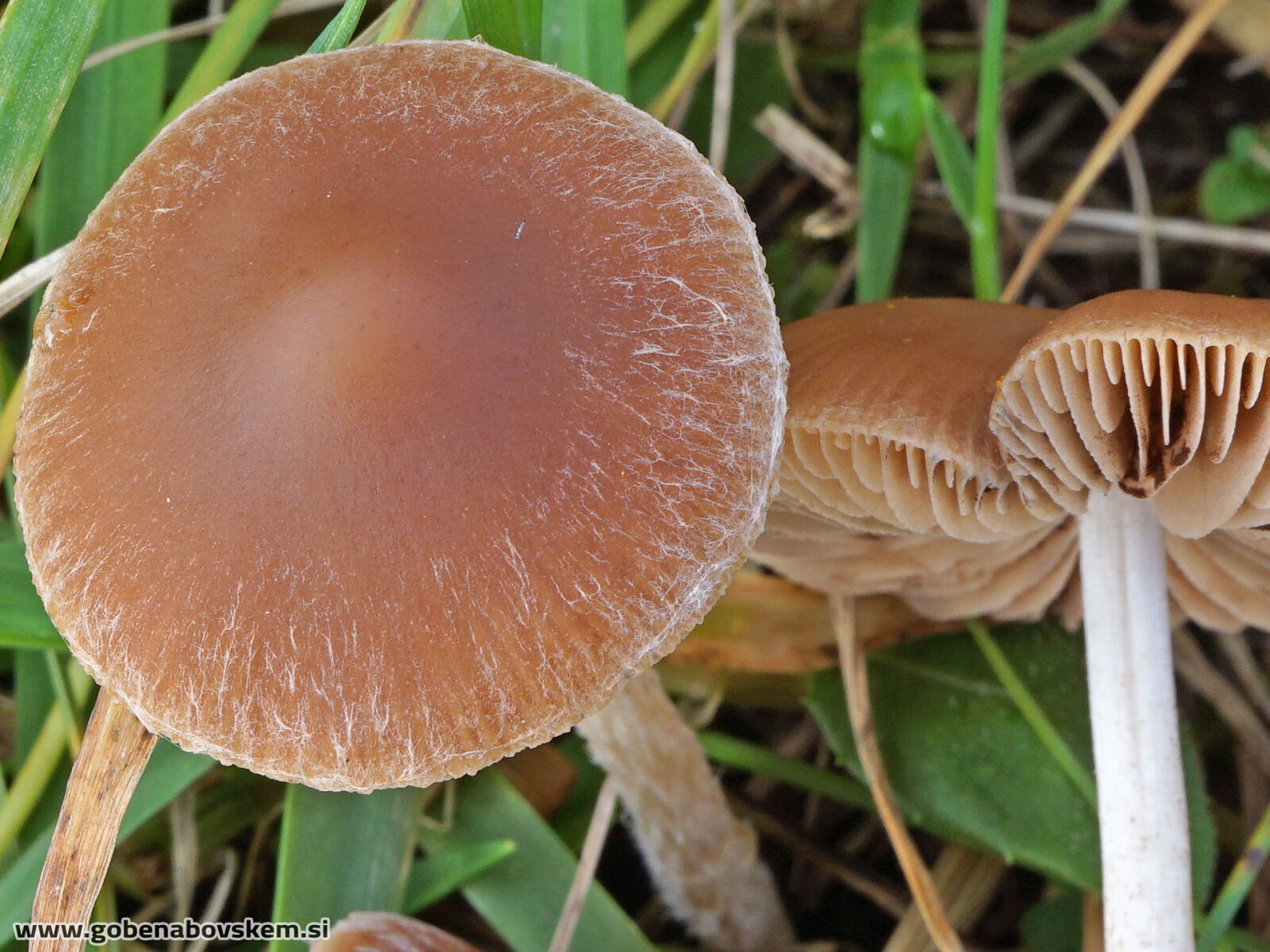 Psathyrella clivensis – Gobe na Bovškem
