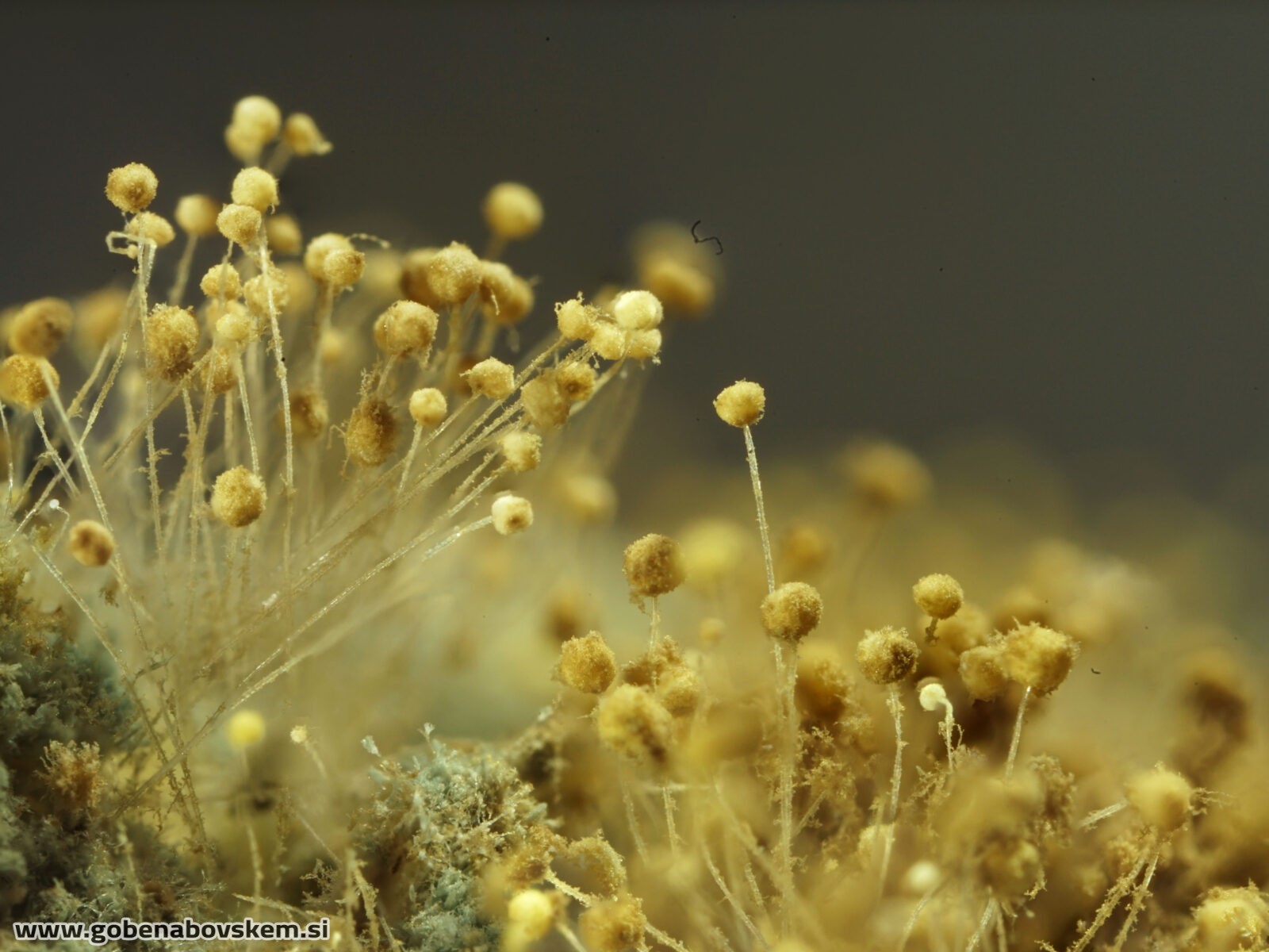 Aspergillus flavus – Gobe na Bovškem