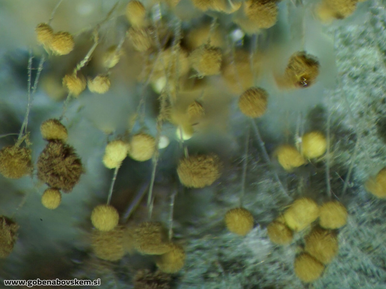 Aspergillus flavus – Gobe na Bovškem