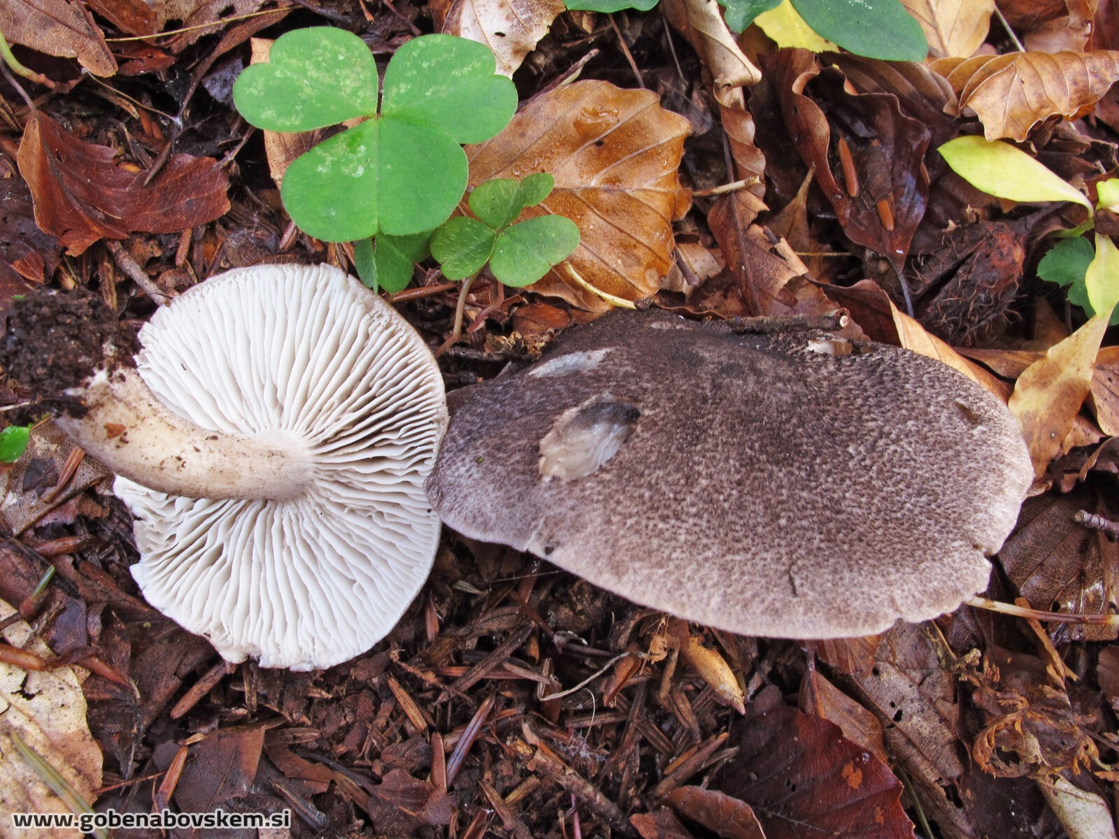 Tricholoma atrosquamosum – Gobe na Bovškem
