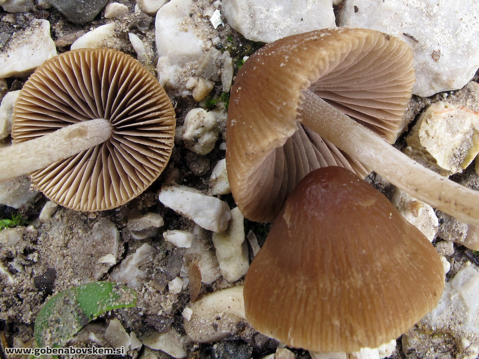 Psathyrella microrhiza – Gobe na Bovškem