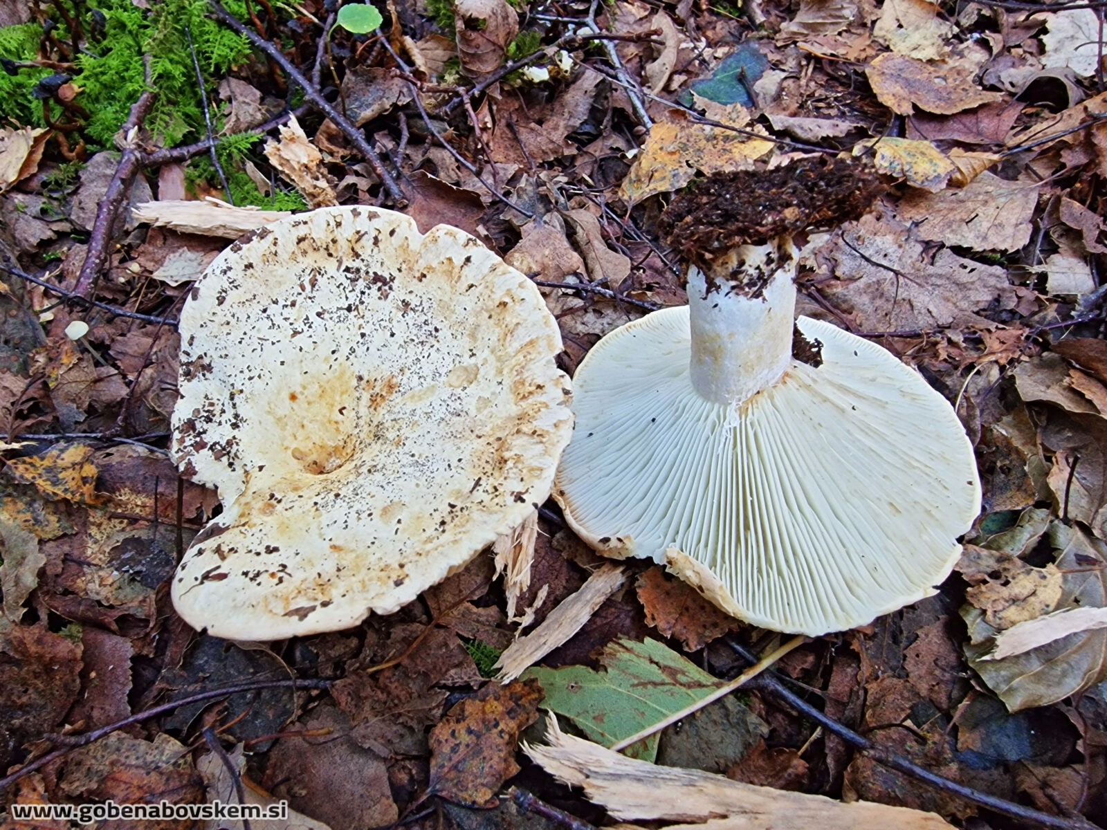Russula delica – Gobe na Bovškem
